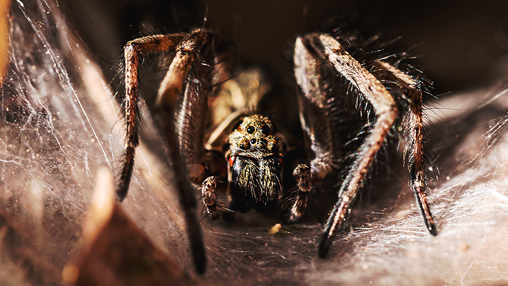 Dinosaur Spider Is Still a Spider | The Institute for Creation Research